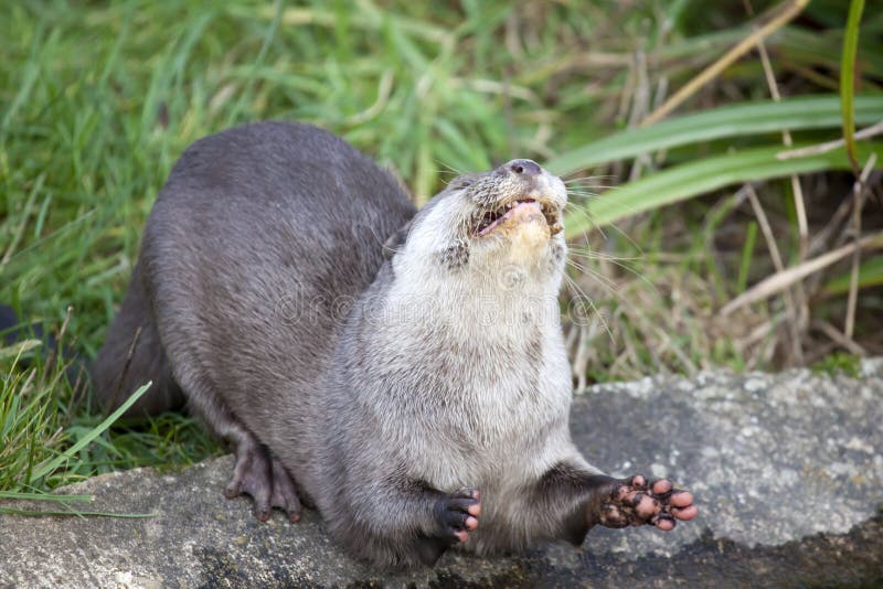 Oriental Small Clawed Otter Stock Image - Image of oriental, prey: 64642287