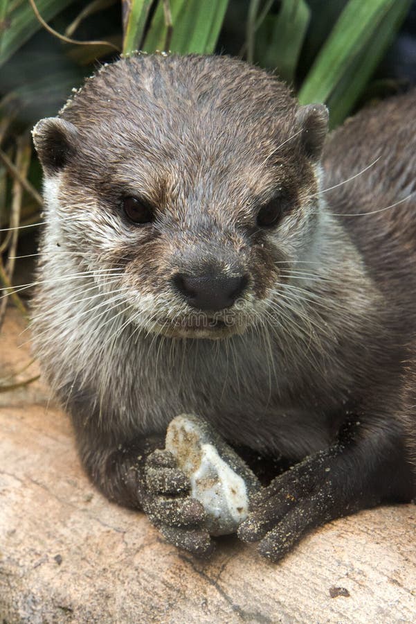 Paw Width Stock Photos - Free & Royalty-Free Stock Photos from Dreamstime
