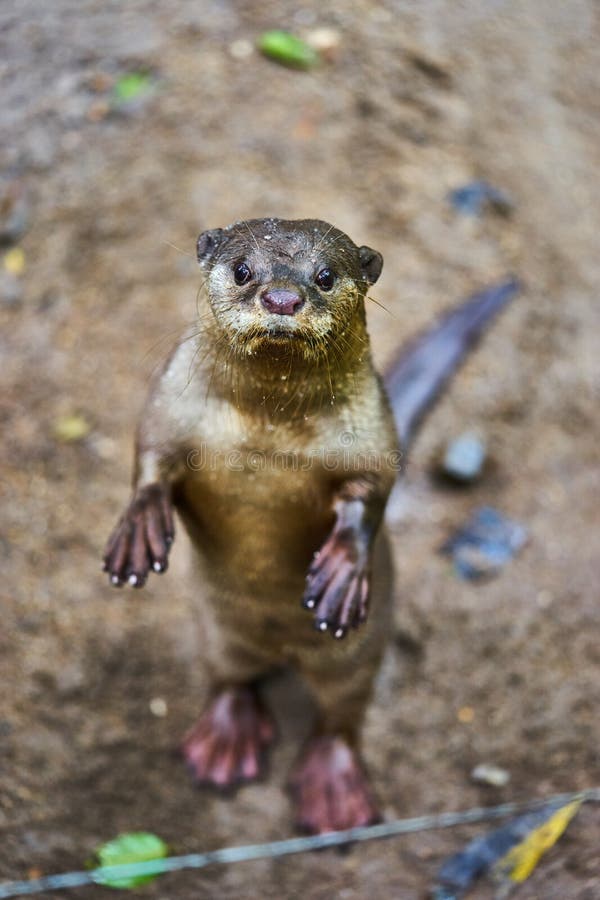 Oriental Small-Clawed Otter Stock Photo - Image of asian, small: 80278502