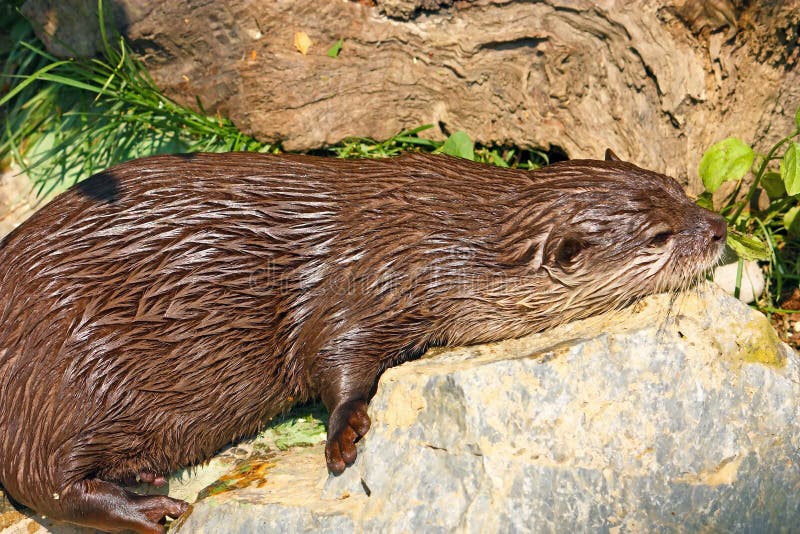 Oriental Small-clawed Otter Stock Image - Image of cinerea, brown: 30306353