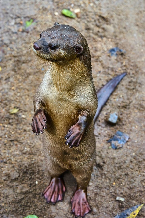 Oriental Small-Clawed Otter Stock Photo - Image of giant, nature: 78685942