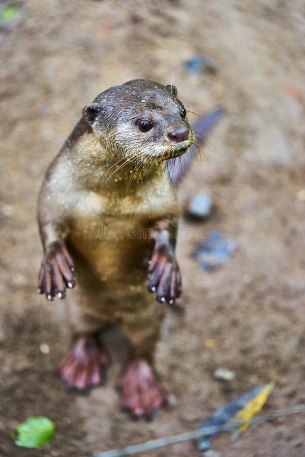 Giant Otter White Background Stock Photos - Free & Royalty-Free Stock ...