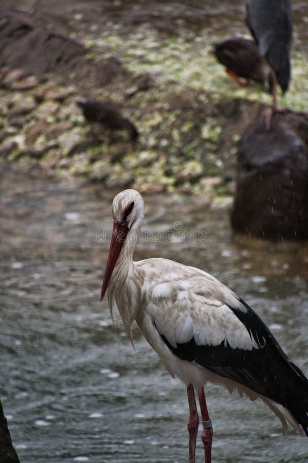 An Oriental Stork Resting on the Shallow. Osaka Japan Stock Image ...
