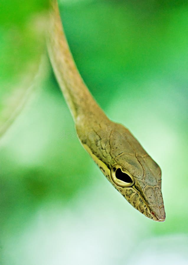Oriental Tree Snake stock photo. Image of singapore, tropical - 4918278