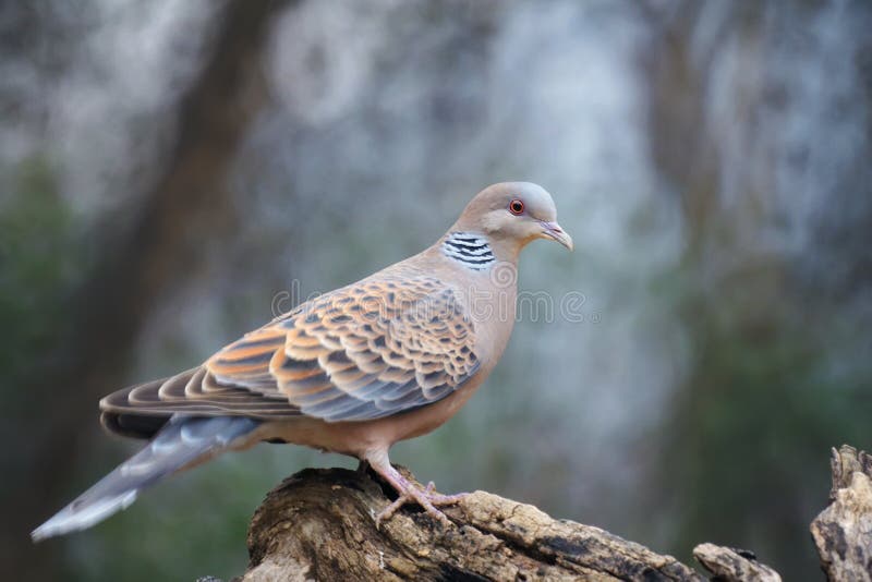 Oriental Turtle Dove stock photo. Image of nature, columbidae - 29253068