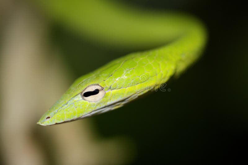 Oriental Whip snake stock photo. Image of paradise, portraits - 3171844