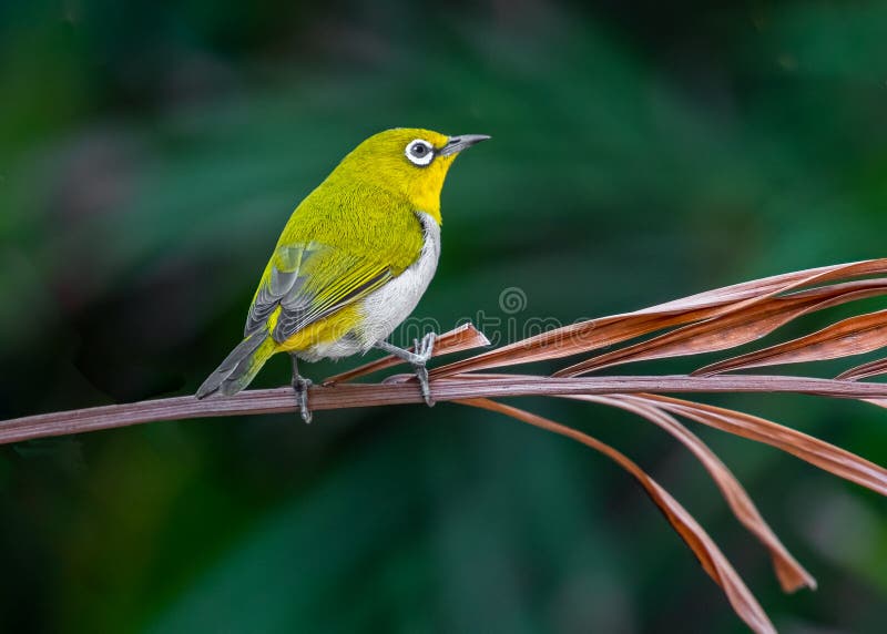 A sun bird looking back stock image. Image of beauty - 237519789