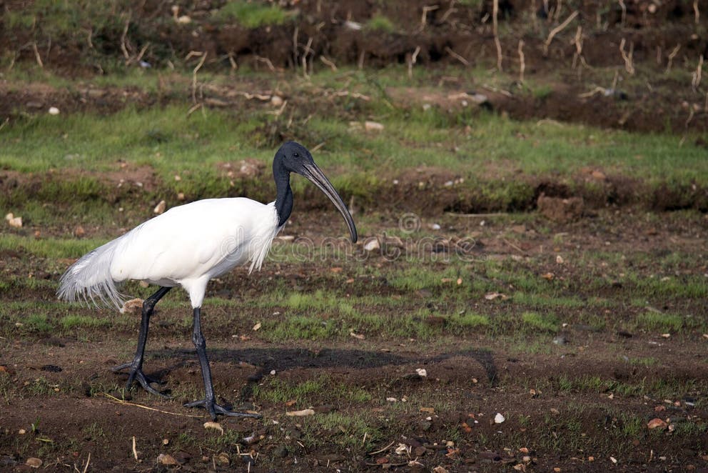 Oriental white ibis stock image. Image of predator, bill - 55237787