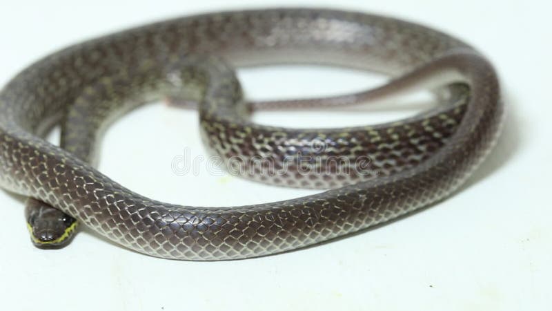 Oriental Wolf Snake Lycodon Capucinus Isolated on White Background ...