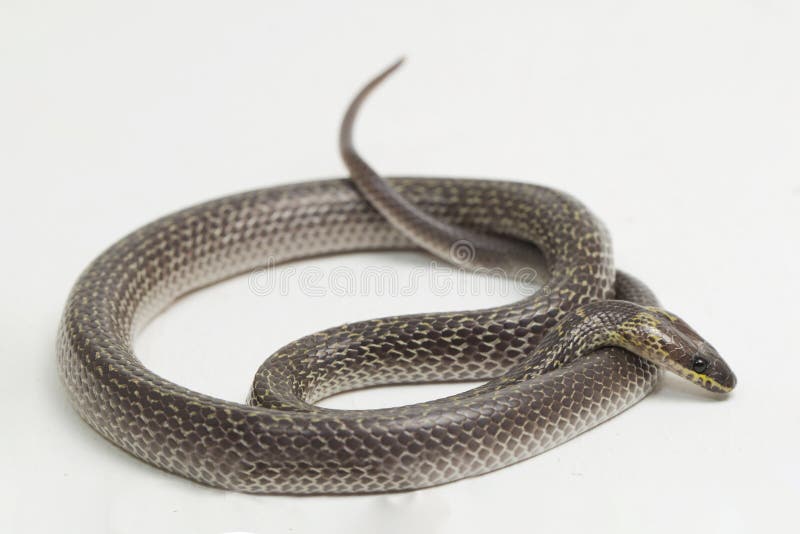 Oriental Wolf Snake Lycodon Capucinus on White Background Stock Photo ...