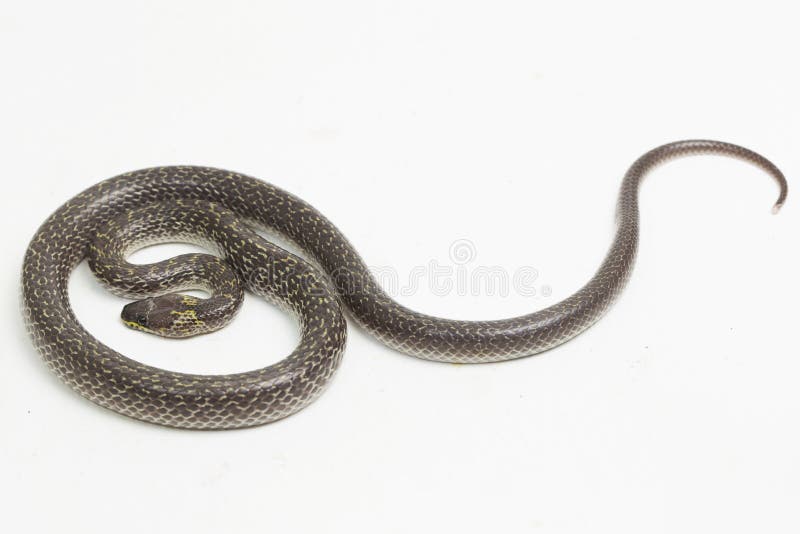 Oriental Wolf Snake Lycodon Capucinus on White Background Stock Image ...