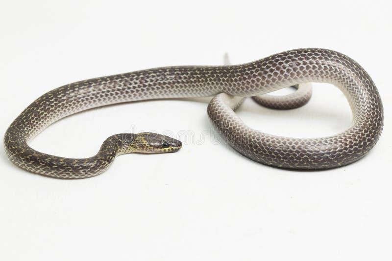 Oriental Wolf Snake Lycodon Capucinus on White Background Stock Image ...
