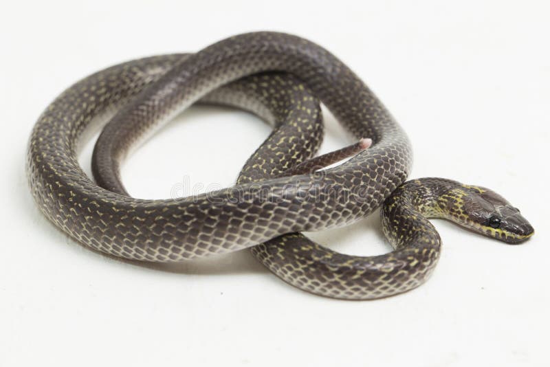 Oriental Wolf Snake Lycodon Capucinus on White Background Stock Photo ...