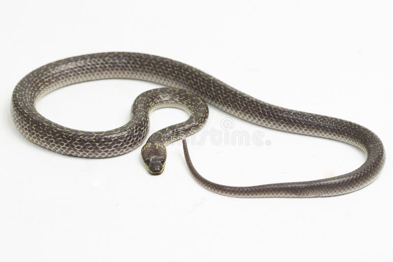 Oriental Wolf Snake Lycodon Capucinus on White Background Stock Photo ...