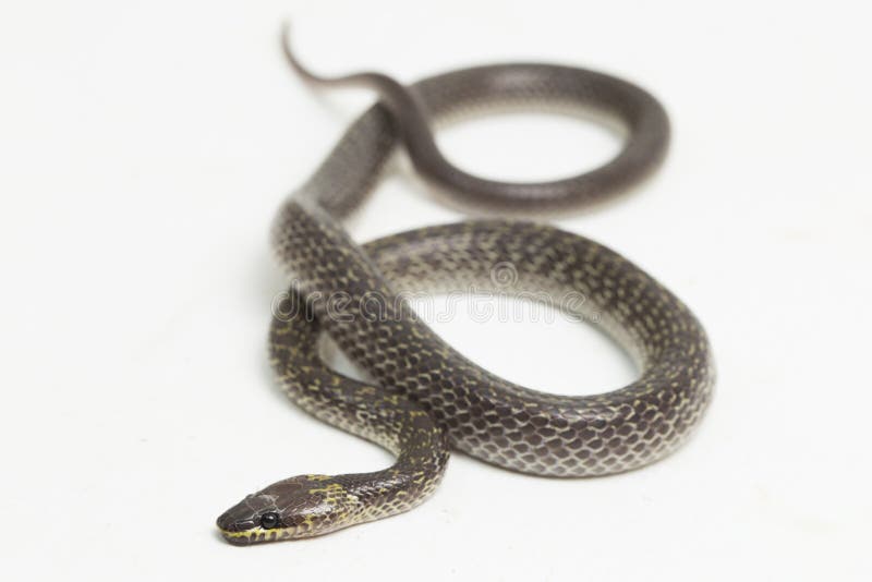 Oriental Wolf Snake Lycodon Capucinus on White Background Stock Image ...