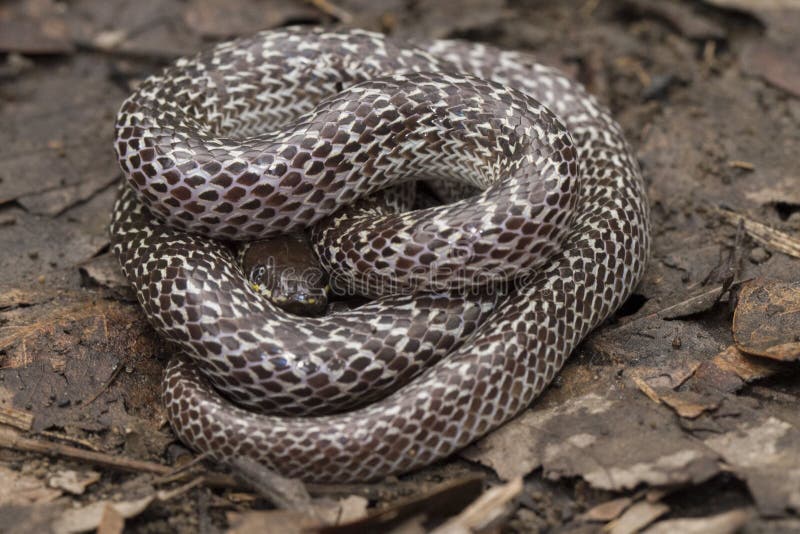 528 Tropical Wolf Stock Photos - Free & Royalty-Free Stock Photos from ...