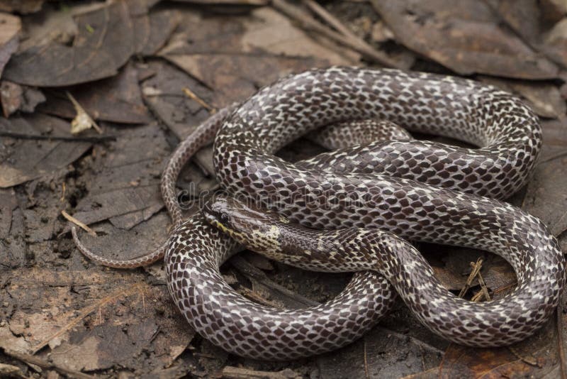 490 Wolf Snake Stock Photos - Free & Royalty-Free Stock Photos from ...