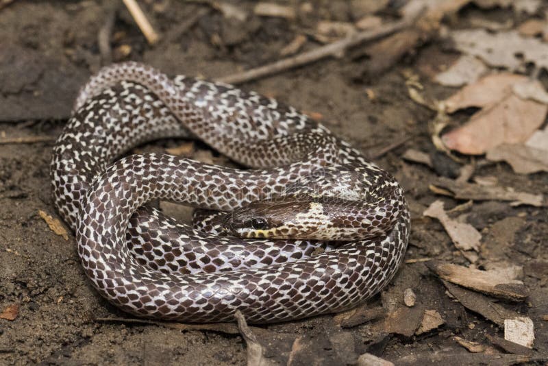 Lycodon Capucinus Stock Photos - Free & Royalty-Free Stock Photos from ...