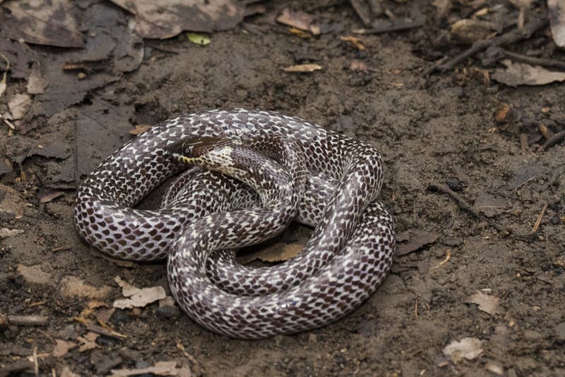 Lycodon Capucinus Stock Photos - Free & Royalty-Free Stock Photos from ...