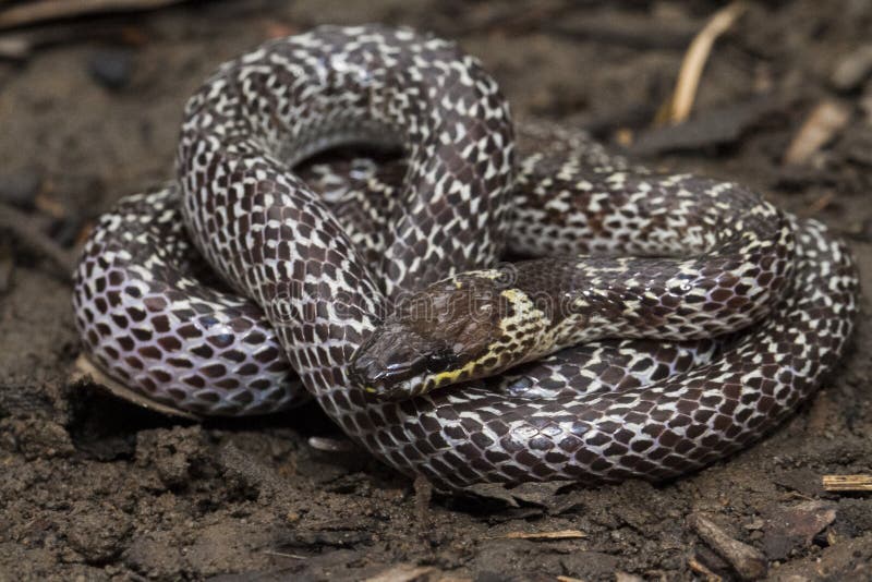 413 Wolf Snake Photos - Free & Royalty-Free Stock Photos from Dreamstime