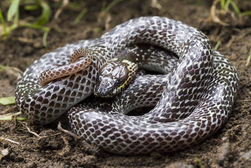 Wolfsnake Photos - Free & Royalty-Free Stock Photos from Dreamstime