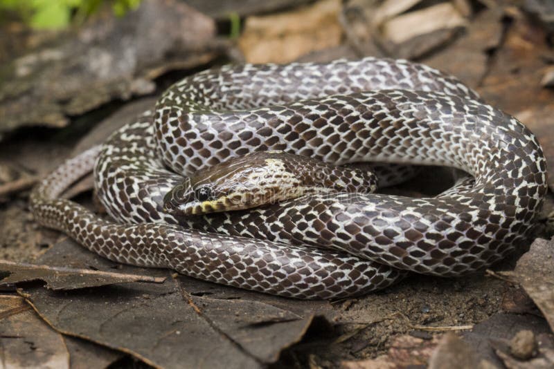 Wolfsnake Photos - Free & Royalty-Free Stock Photos from Dreamstime