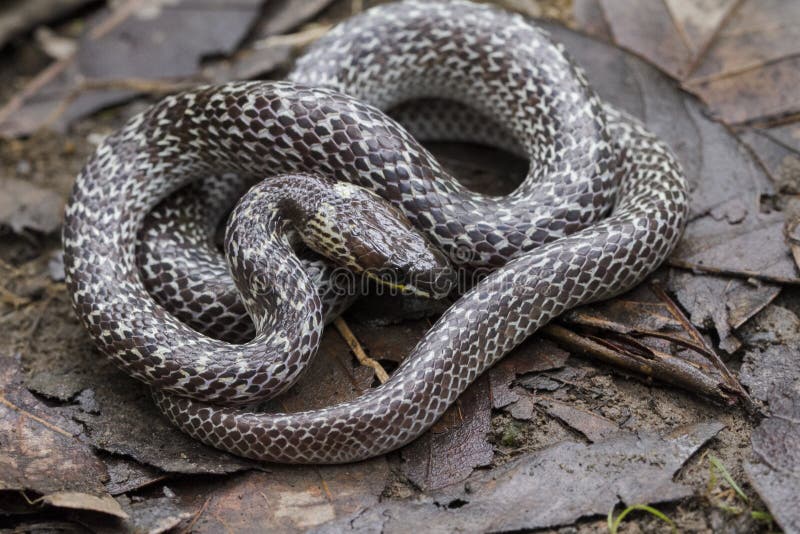 Wolfsnake Photos - Free & Royalty-Free Stock Photos from Dreamstime