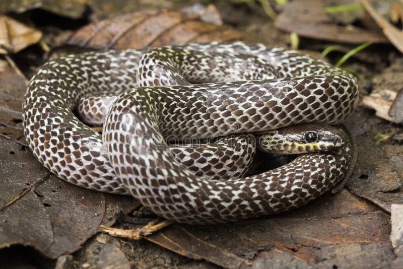 Oriental Wolf Snake Lycodon Capucinus on White Background Stock Photo ...