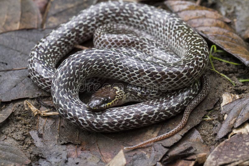 Oriental Wolf Snake Lycodon Capucinus on White Background Stock Image ...