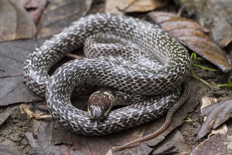 Wolfsnake Photos - Free & Royalty-Free Stock Photos from Dreamstime