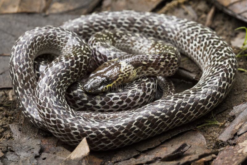 Wolfsnake Photos - Free & Royalty-Free Stock Photos from Dreamstime