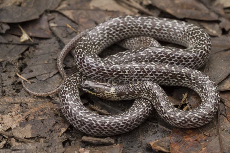 Lycodon Capucinus Stock Photos - Free & Royalty-Free Stock Photos from ...