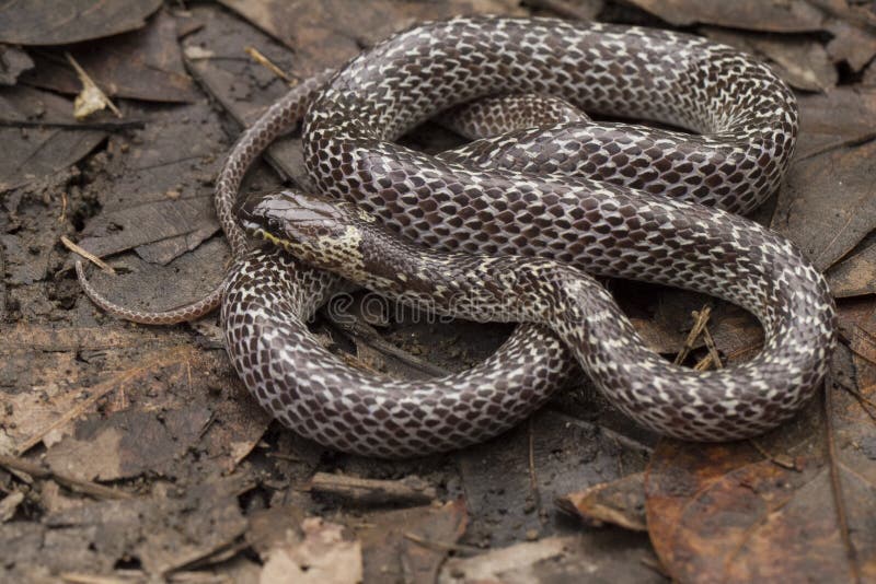 Wolfsnake Stock Photos - Free & Royalty-Free Stock Photos from Dreamstime