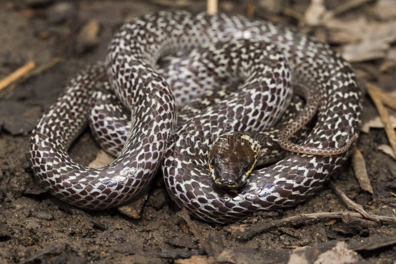 Lycodon Capucinus Stock Photos - Free & Royalty-Free Stock Photos from ...