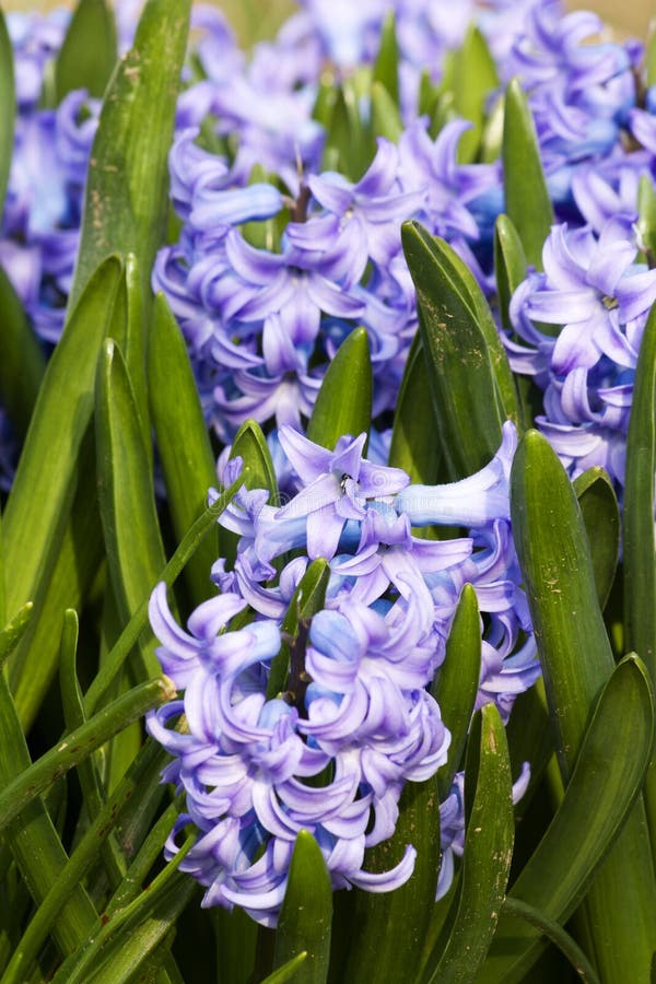 Orientalis Pourpres De Hyacinthus De Jacinthe Image stock - Image du ...