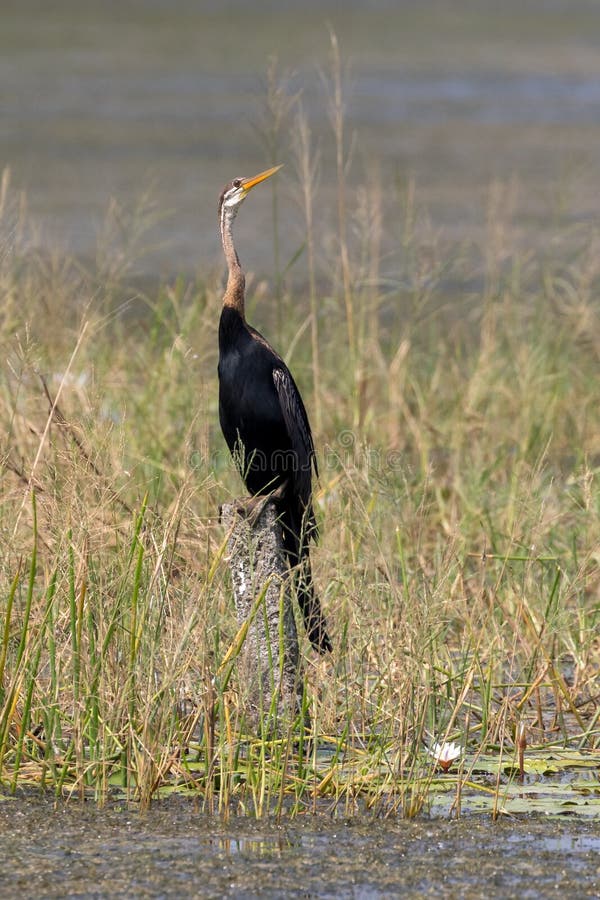 Indischer Anhinga, Wasservogel Mit Blauem Wasserspiegel Im Hintergrund ...