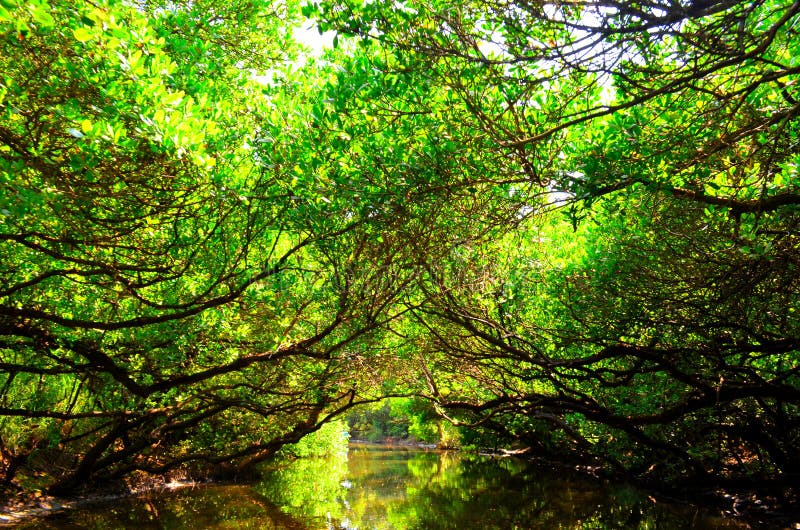 A Beautiful Green Tunnel of Tress on the River Stock Photo - Image of ...