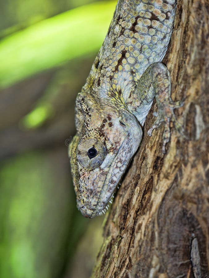Anolis (Chamaeleolis) Guamuhaya (Escambray Bearded Anole). Stock Photo ...