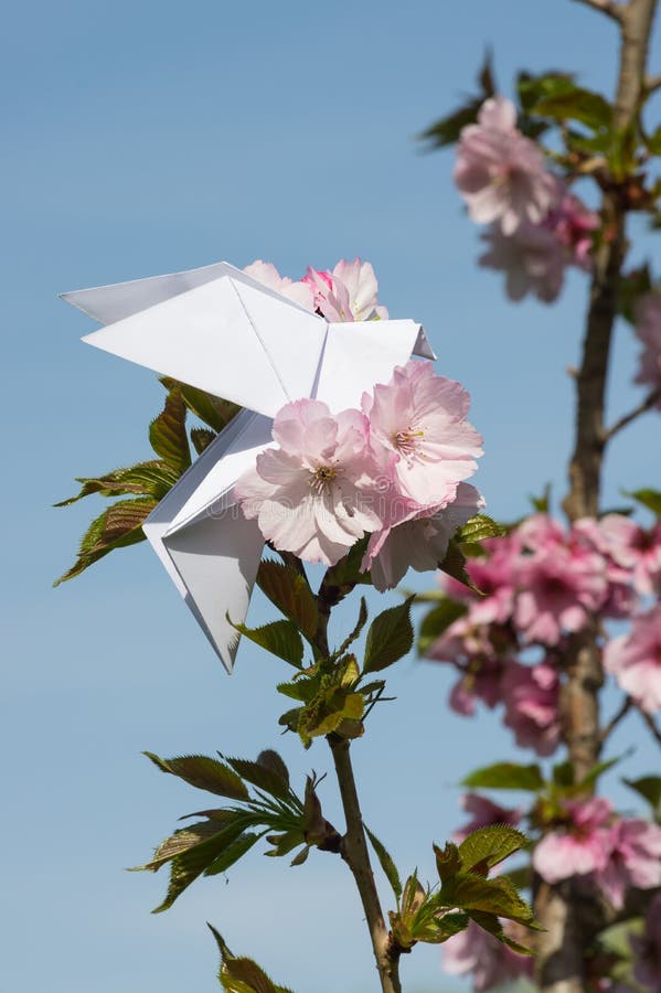 Origami Dove on Blooming Japanese Cherry Tree Stock Photo - Image of ...