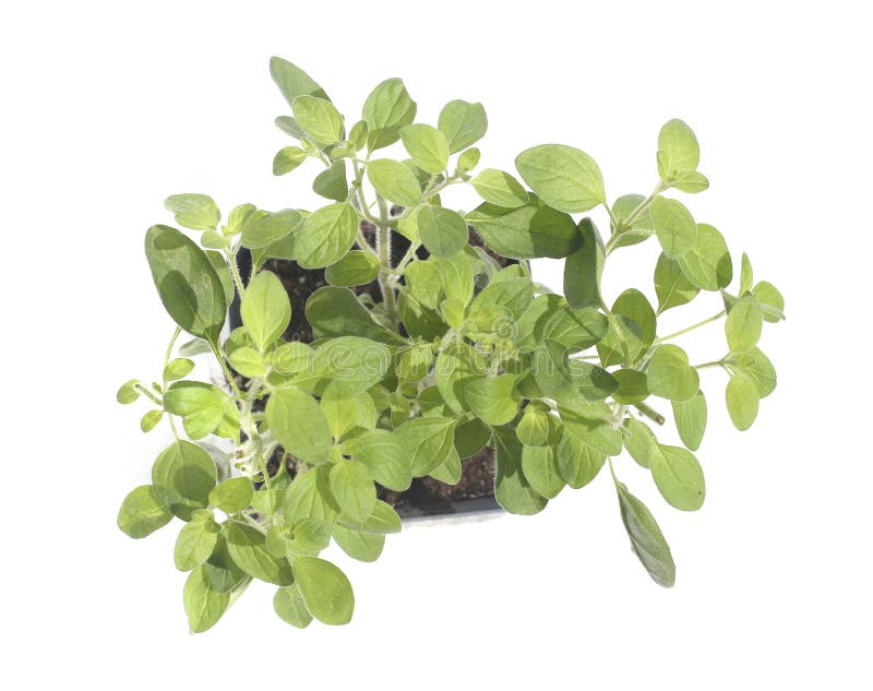 Pianta Dell'erba Dell'origano Che Cresce Nel Vaso Fotografia Stock ...