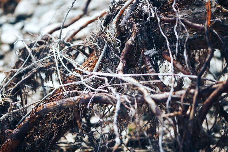 Origin of Life. Buds on a Dry Tree Base of Tree Sunny Spring Day Stock ...