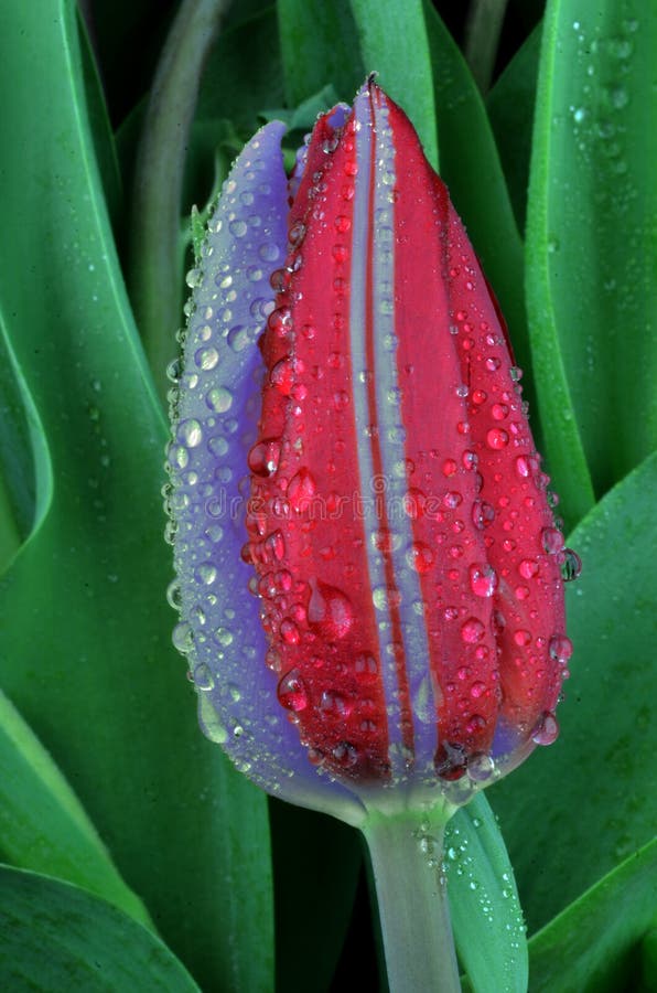 Origin two color tulip stock image. Image of large, colorful - 51124865