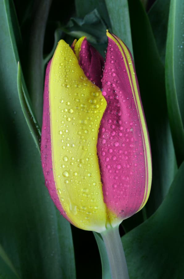 Origin two color tulip stock image. Image of bright, flora - 51124869