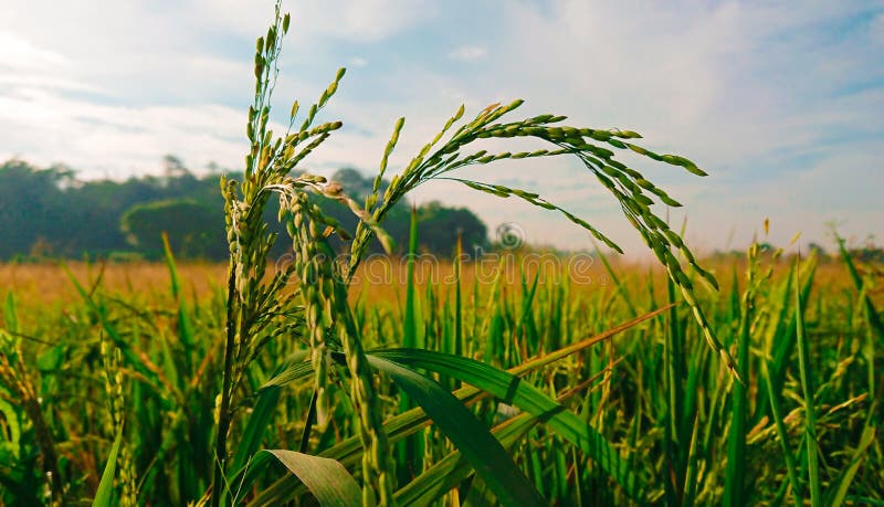The origin of where a rice stock photo. Image of origin - 261601106