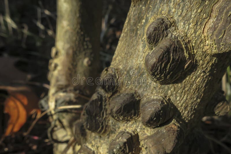 Original Abstract Design Created by Nature from the Thorns and of Spiny ...