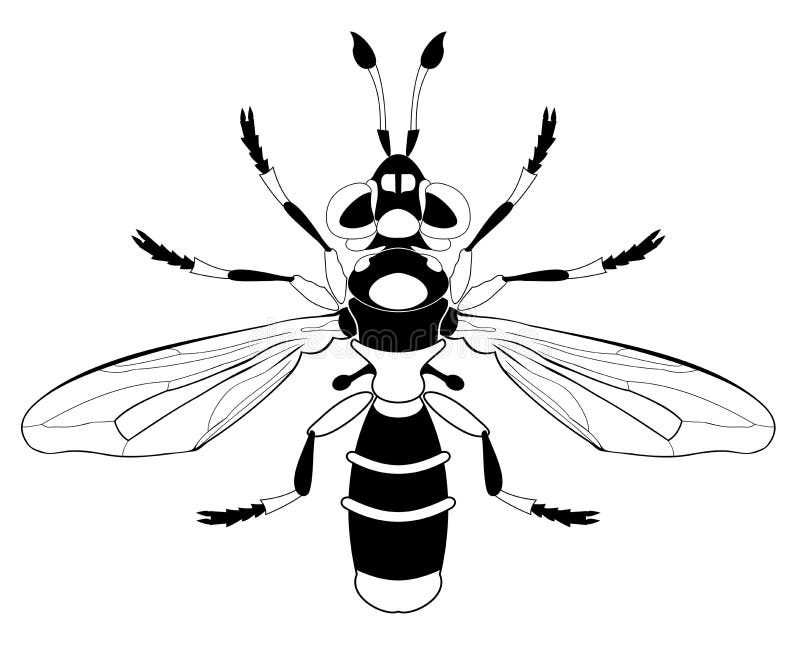 Original Art Insect Illustration Stock Vector - Illustration of ...