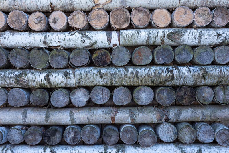 Original Background or Backdrop of Stack of Birch Beams, Trunks or Logs ...