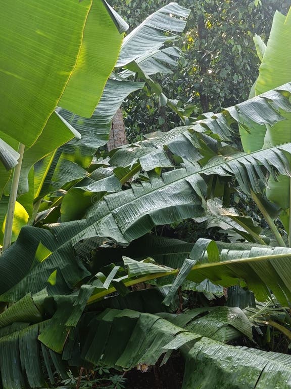 Original Banana Leaf stock photo. Image of landscape - 379303982
