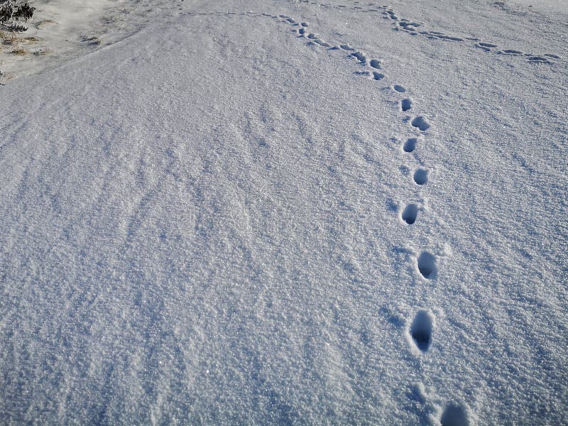 Original Textures of Snow, Branches, Soil Stock Image - Image of ...