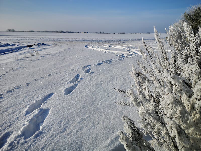 Original Textures of Snow, Branches, Soil Stock Image - Image of ...